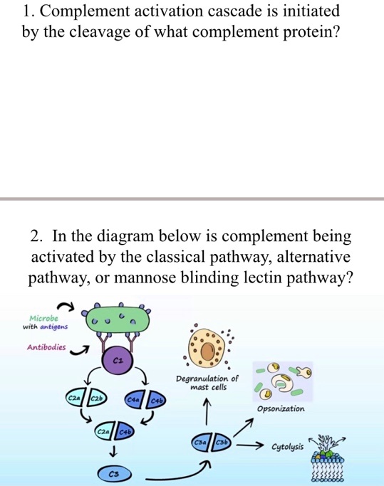 Solved Complement Activation Cascade Is Initiated By The Cleavage Of