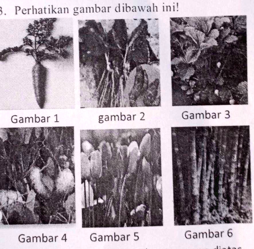 SOLVED: sebutkan nama tumbuhan yang ada di gambar 3 Perhatikan gambar ... SOLVED: sebutkan nama tumbuhan yang ada di gambar 3 Perhatikan gambar ...