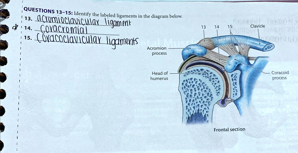 QUESTIONS 13-15: Identify the labeled ligaments in the diagram below ...