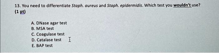 13. You need to differentiate Staph. aureus and Staph. epidermidis ...