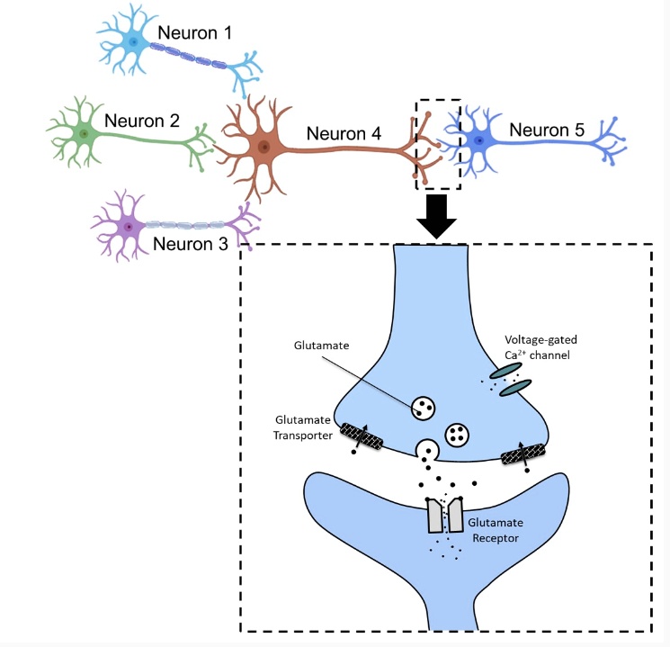 The figure below shows a neuronal circuit. Neuron 1, Neuron 2, and Neuron 3 all synapse onto ...