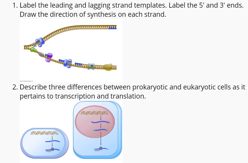 1. Label the leading and lagging strand templates. Label the 5' and 3 ...