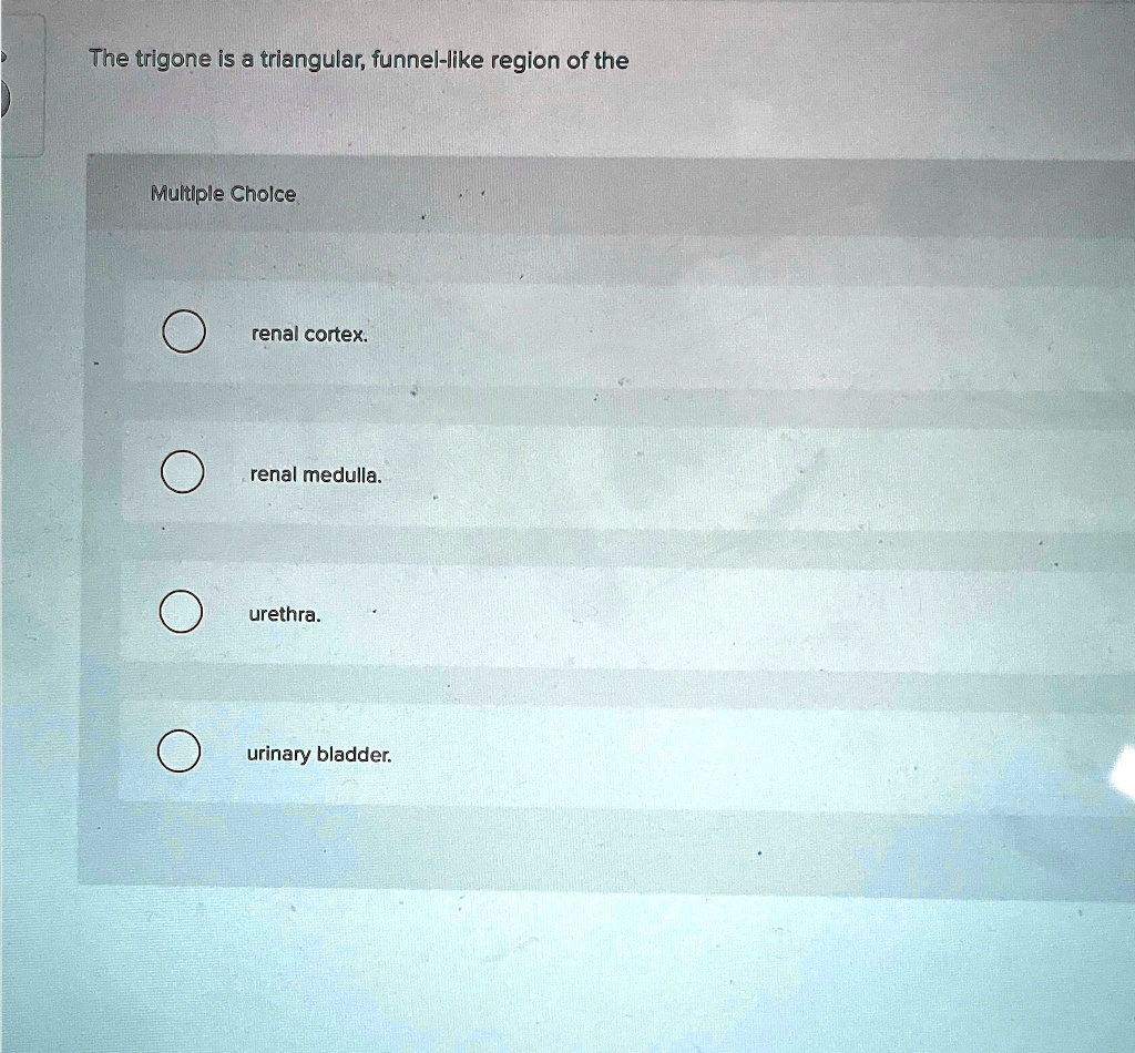 The trigone is a triangular, funnel-like region of the Multiple Choice ...
