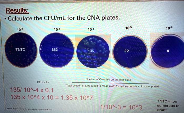 SOLVED:Results: Calculate the CFUlmL for the CNA plates: 10 ? 10 ? 10 ...