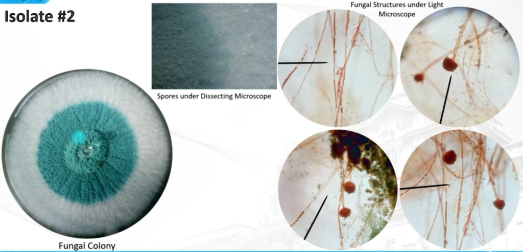 SOLVED: Fungal Structures under Light Microscope Isolate #2 Spores ...