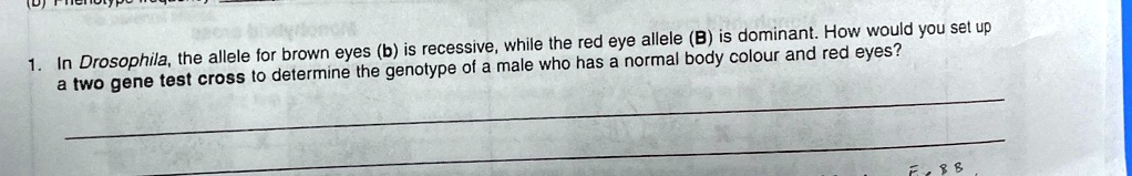 1. In Drosophila, the allele for brown eyes (b) is recessive, while the ...