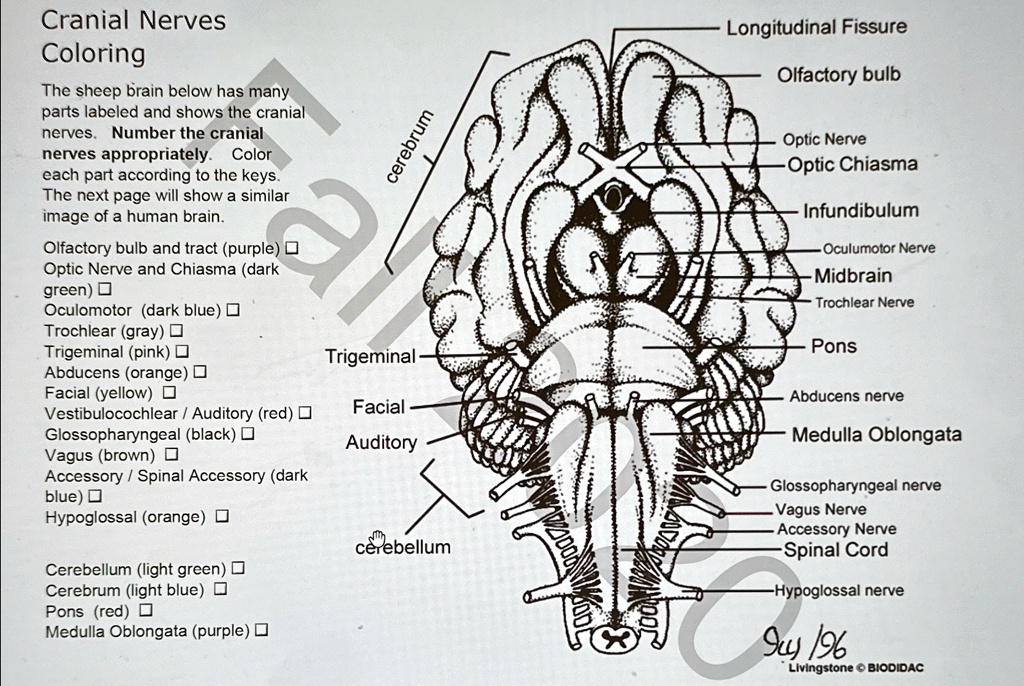 Cranial nerves coloring the sheep brain below has many parts...