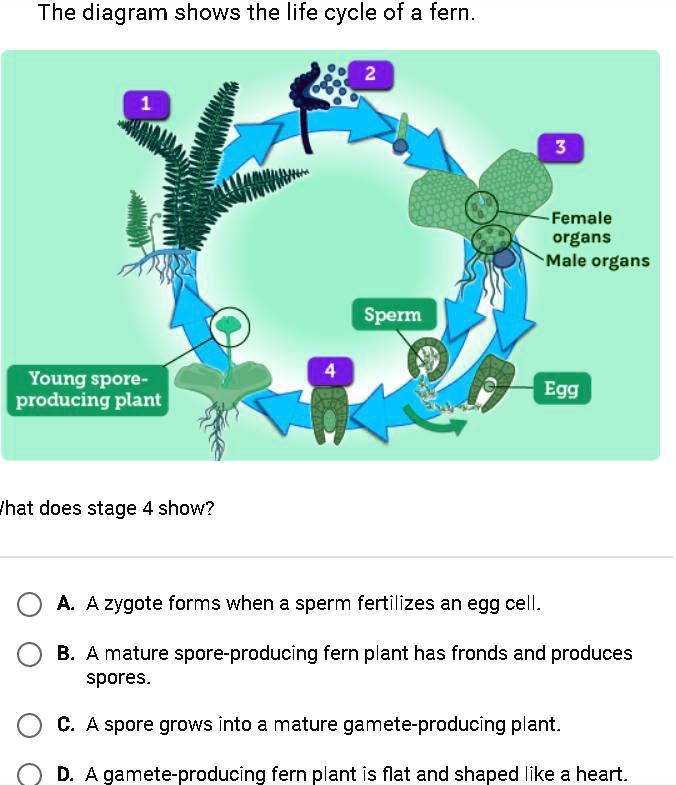 SOLVED: 'Need help can you help me The diagram shows the life cycle of ...