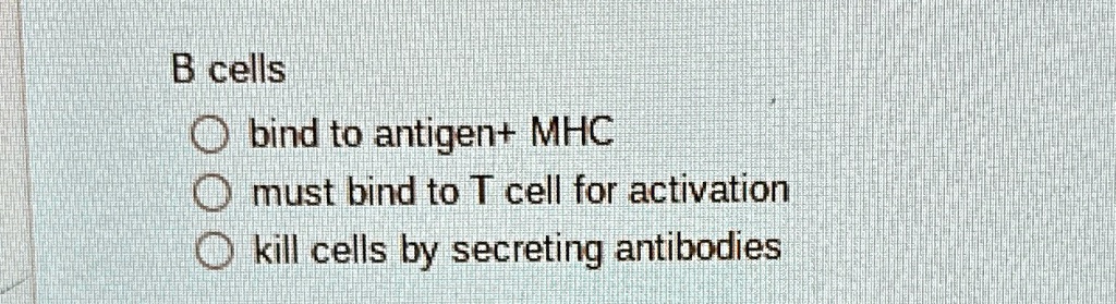 b cells bind to antigen mhc must bind to t cell for activation kill cells by secreting ...
