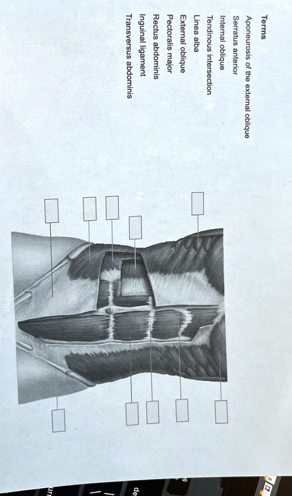Terms: Aponeurosis of the external oblique Serratus anterior Internal ...
