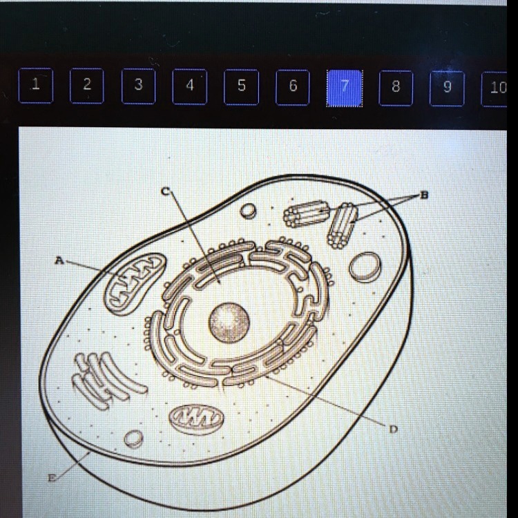 SOLVED: 'Name the labeled structures in the cell diogram above 10'
