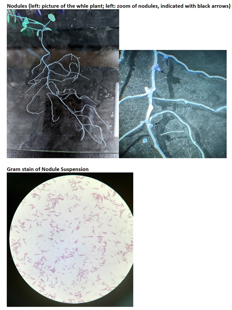 Nodules (left: picture of the whole plant; left: zoom of nodules ...