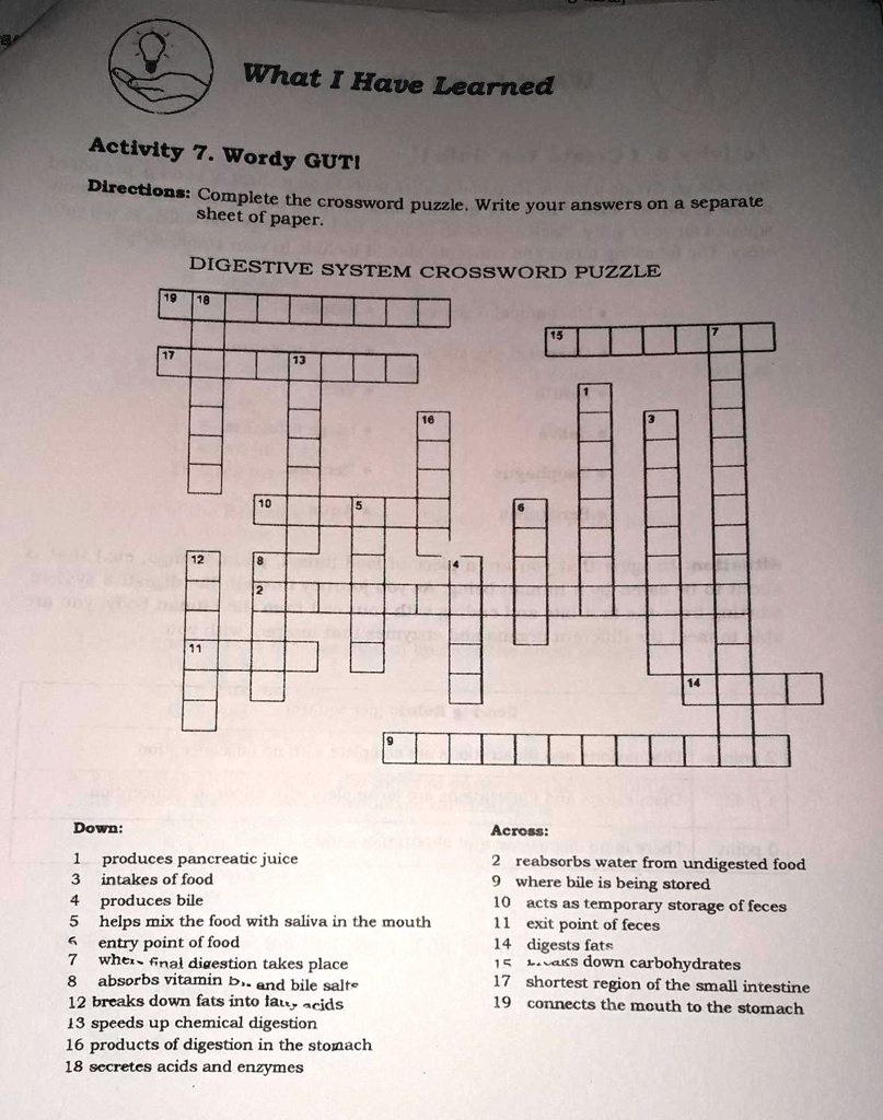 Digestive System Crossword Puzzle