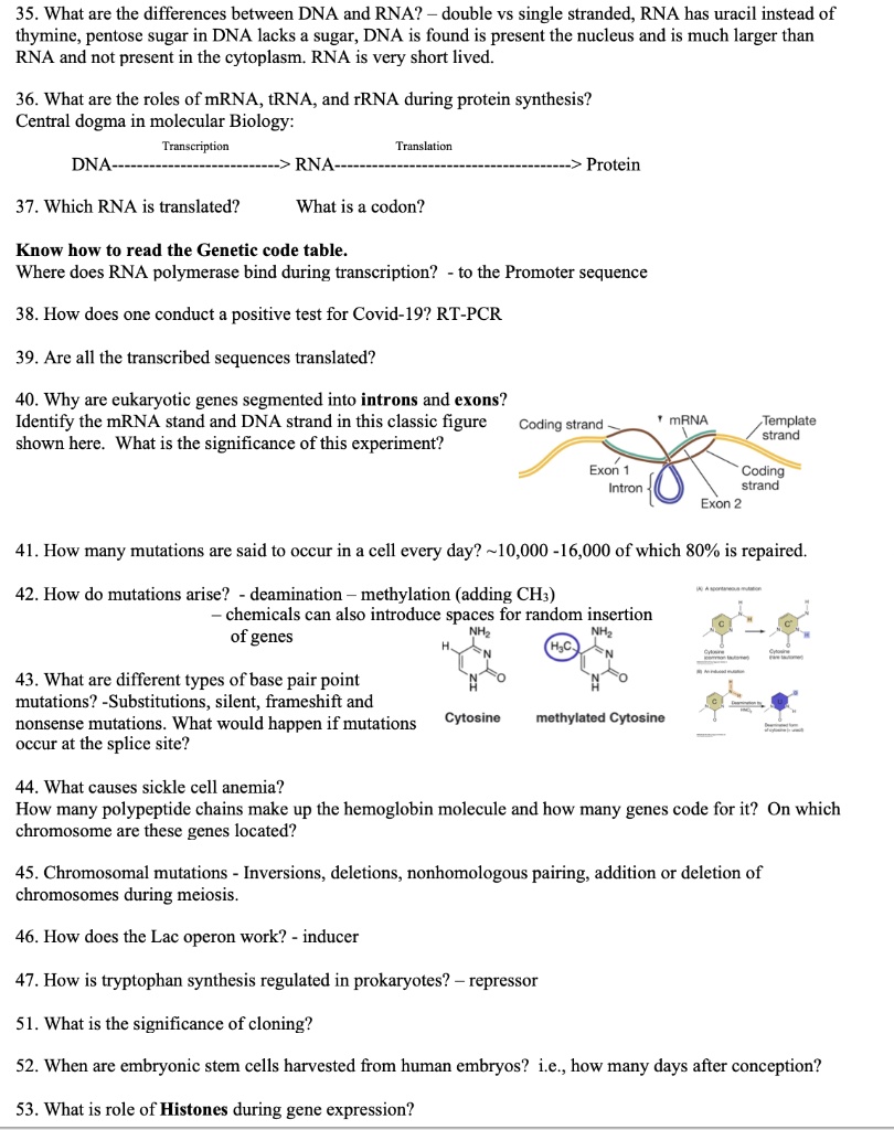 35. What are the differences between DNA and RNA? Double vs single ...