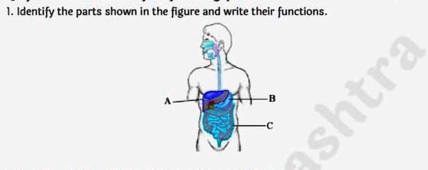 SOLVED: 'identify the parts shown in the figure and write their ...