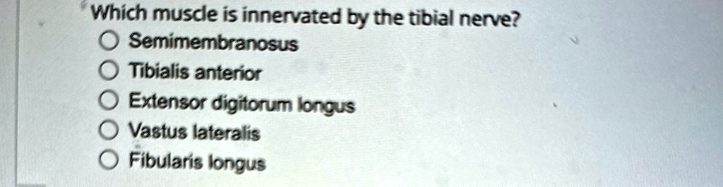 Which muscle is innervated by the tibial nerve? Semimembranosus ...