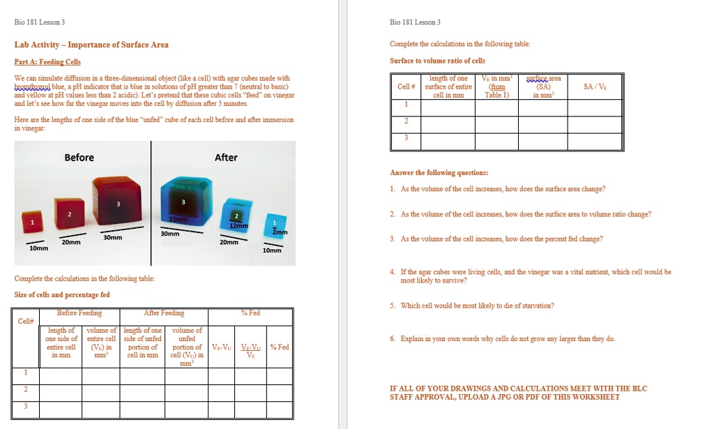 SOLVED: Bio [8] Lesson Bio [S] Lesson 3 Lab Activity: Importance of ...