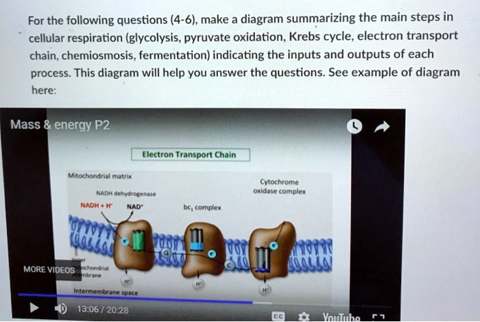 For the following questions (4-6), make a diagram summarizing the main steps in cellular ...
