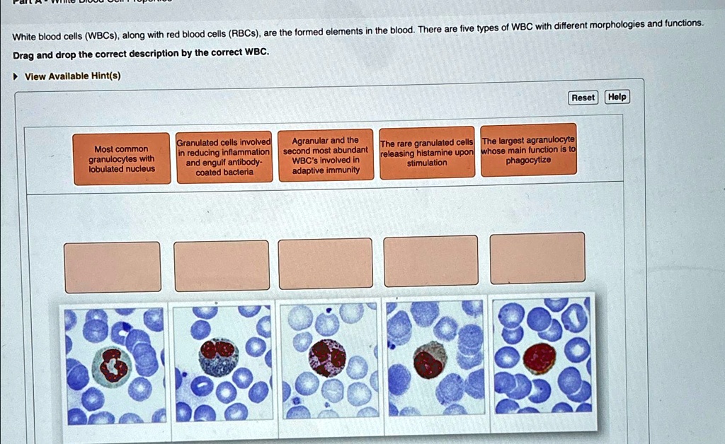 White blood cells (WBCs), along with red blood cells (RBCs), are the ...