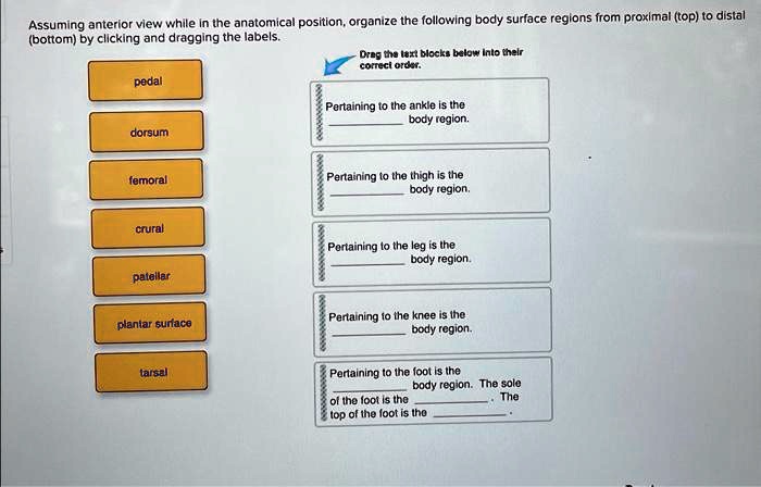 assuming anterior view while in the anatomical positionorganize the ...
