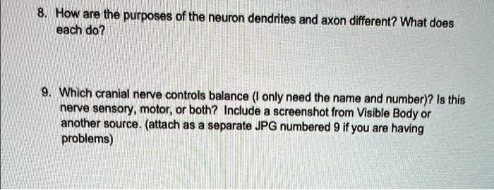 8. How are the purposes of the neuron dendrites and axon different ...