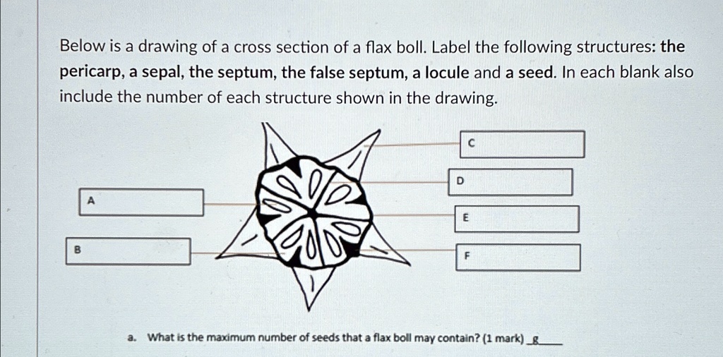 Below is a drawing of a cross section of a flax boll. Label the ...