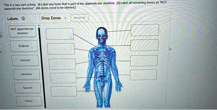 SOLVED: This is a two-part activity. Label any bone that is part of the ... SOLVED: This is a two-part activity. Label any bone that is part of the ...