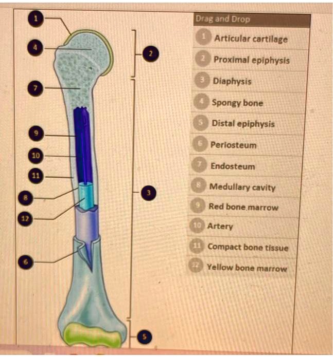 Is Endosteum In Spongy Bone at Anna Beyers blog