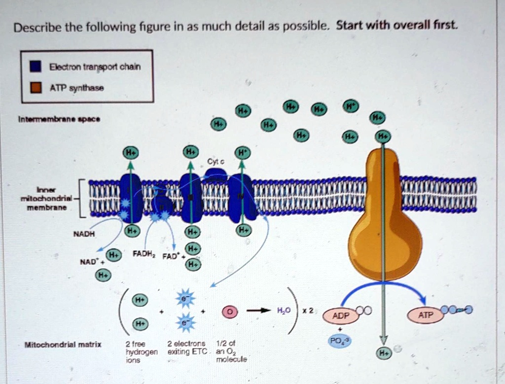 Describe the following figure in as much detail as possible. Start with overall first. Electron ...