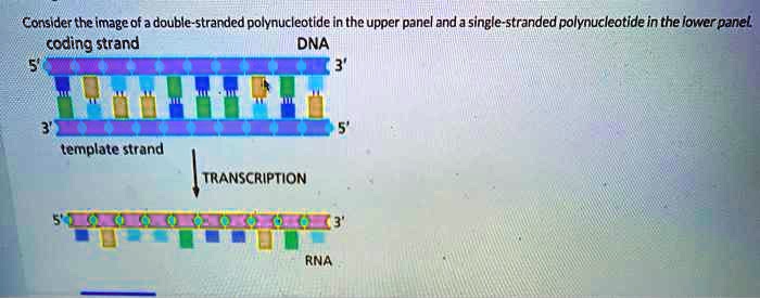 SOLVED: Consider the image of a double-stranded polynucleotide in the ...