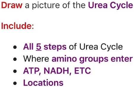 SOLVED: Draw a picture of the Urea Cycle Include: AIl 5 steps of Urea ...