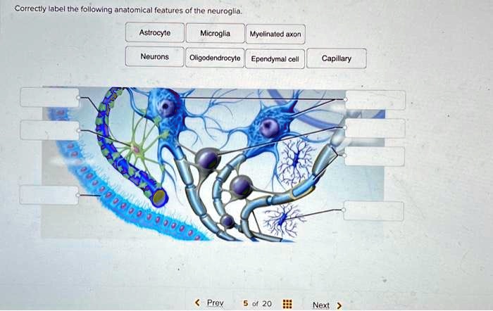 Correctly label the following anatomical features of the neuroglia ...