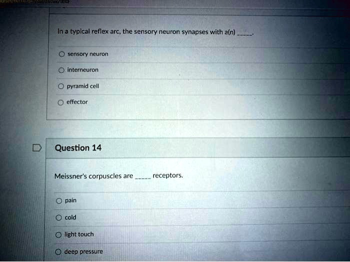 In a typical reflex arc, the sensory neuron synapses with a(n) sensory ...