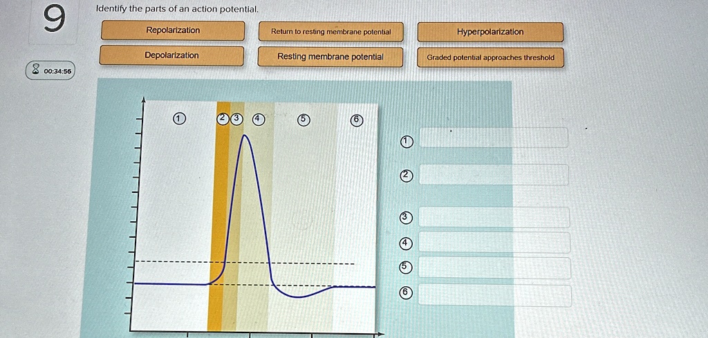 9 Identify the parts of an action potential. Repolarization Return to ...