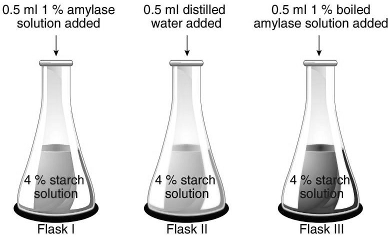 the activity of the enzyme amylase was analyzed by preparing the three ...