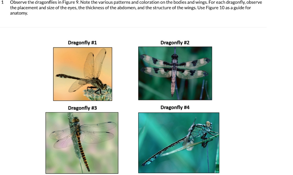1 Observe the dragonflies in Figure 9. Note the various patterns and ...
