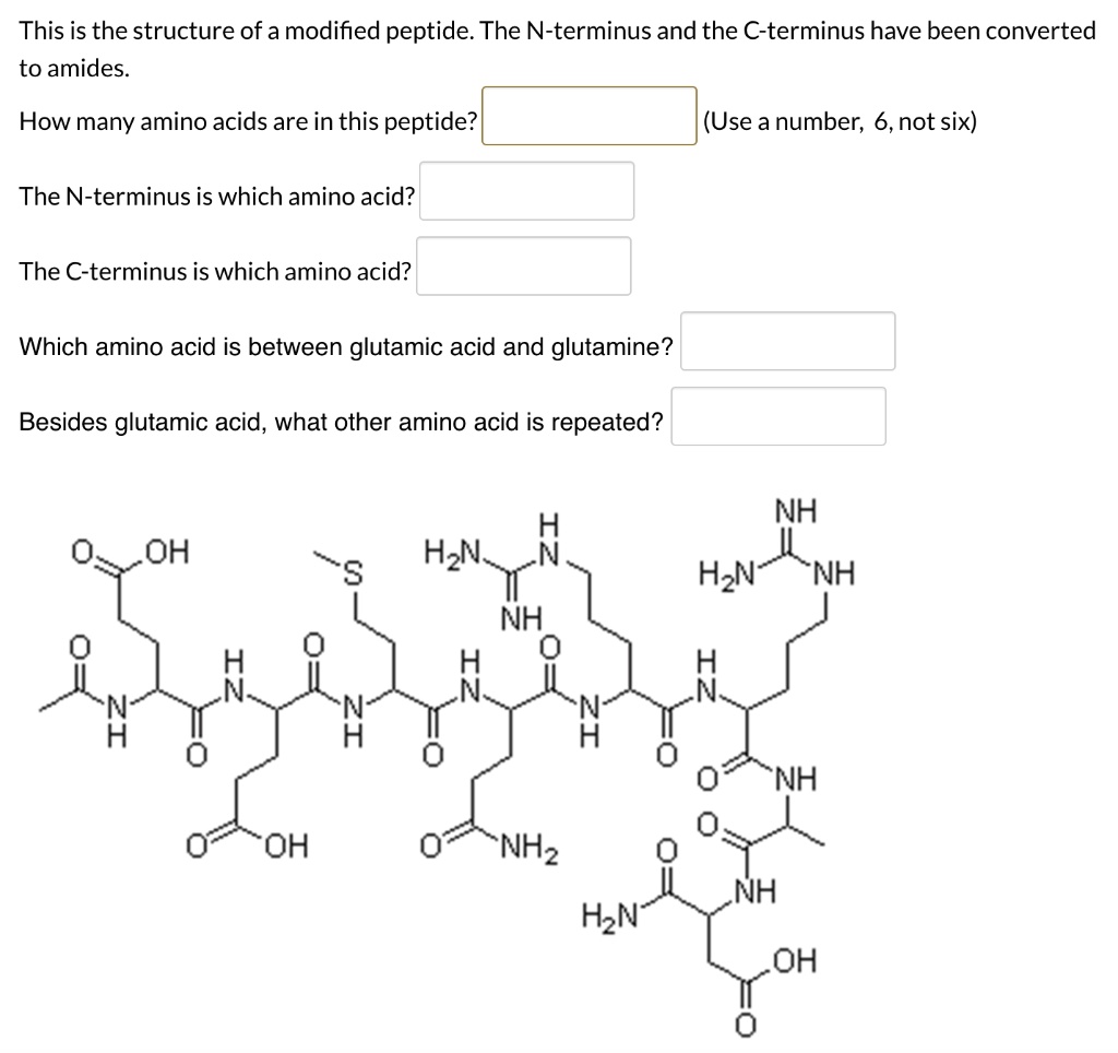 this is the structure of a modified peptide the n terminus and the c ...