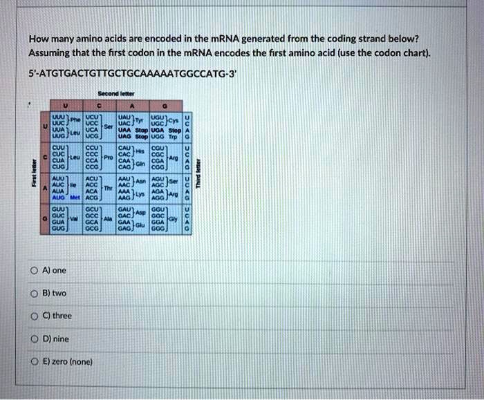 SOLVED: How many amino acids are encoded in the mRNA generated from the coding strand below ...