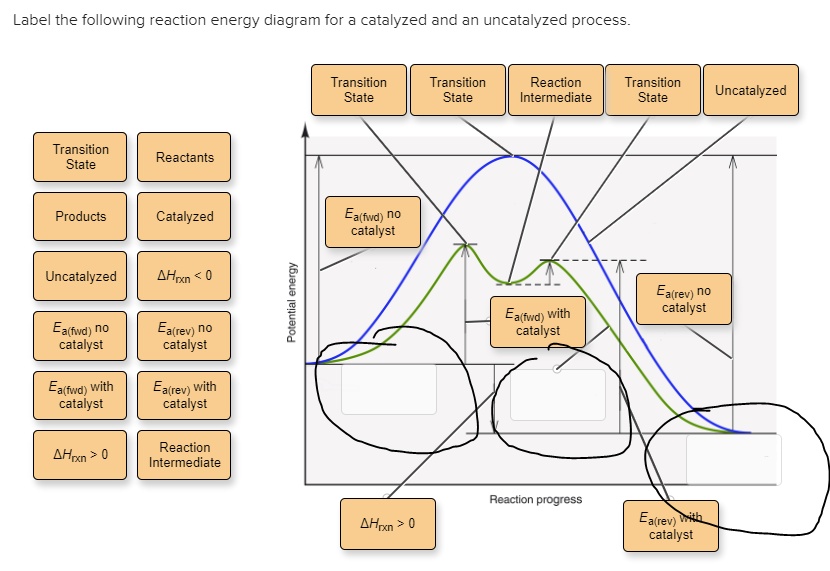 Label the following reaction energy diagram for a catalyzed...