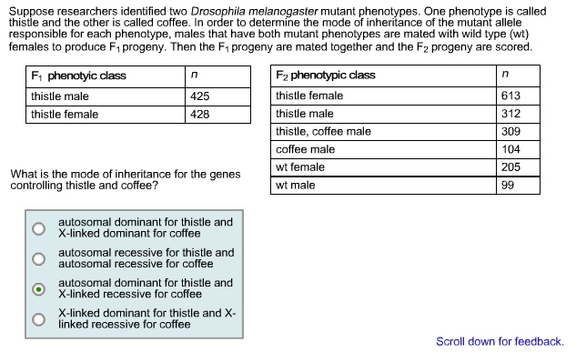 SOLVED: Suppose researchers identified two Drosophila melanogaster mutant phenotypes. One ...