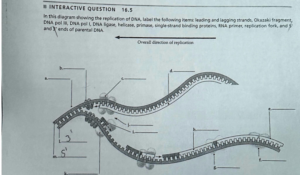 interactive question 165 in this diagram showing the replication of dna ...