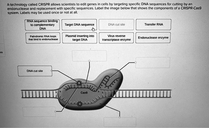 technology called crispr allows scientists t0 edit geres in cells by ...