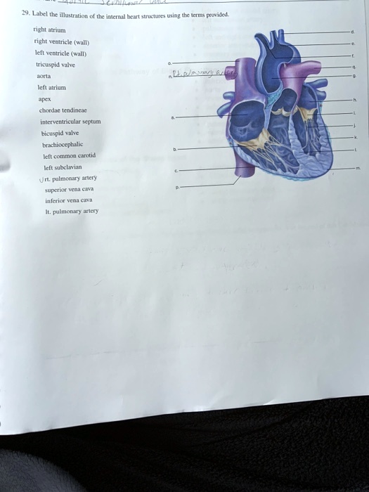 SOLVED: Right atrium, right ventricle (wall), left ventricle (wall ...