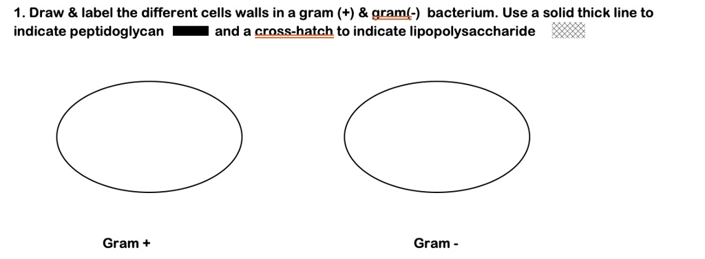 SOLVED: 1. Draw label the different cells walls in a gram (+) graml ...