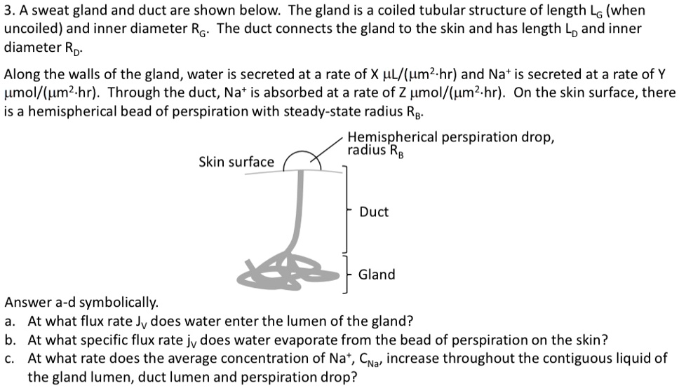 a sweat gland and duct are shown below the gland is a coiled tubular ...
