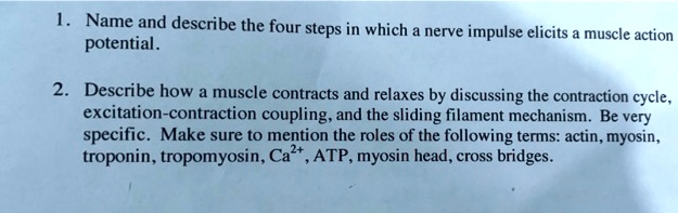 SOLVED: Name and describe the four steps in which a nerve impulse ...