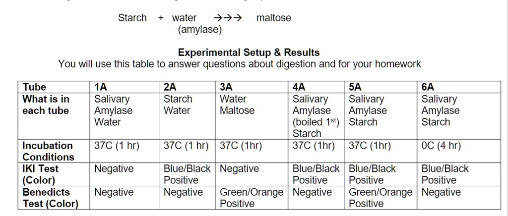 SOLVED: Exercise 1. Assessing Starch Digestion by Salivary Amylase In ... SOLVED: Exercise 1. Assessing Starch Digestion by Salivary Amylase In ...
