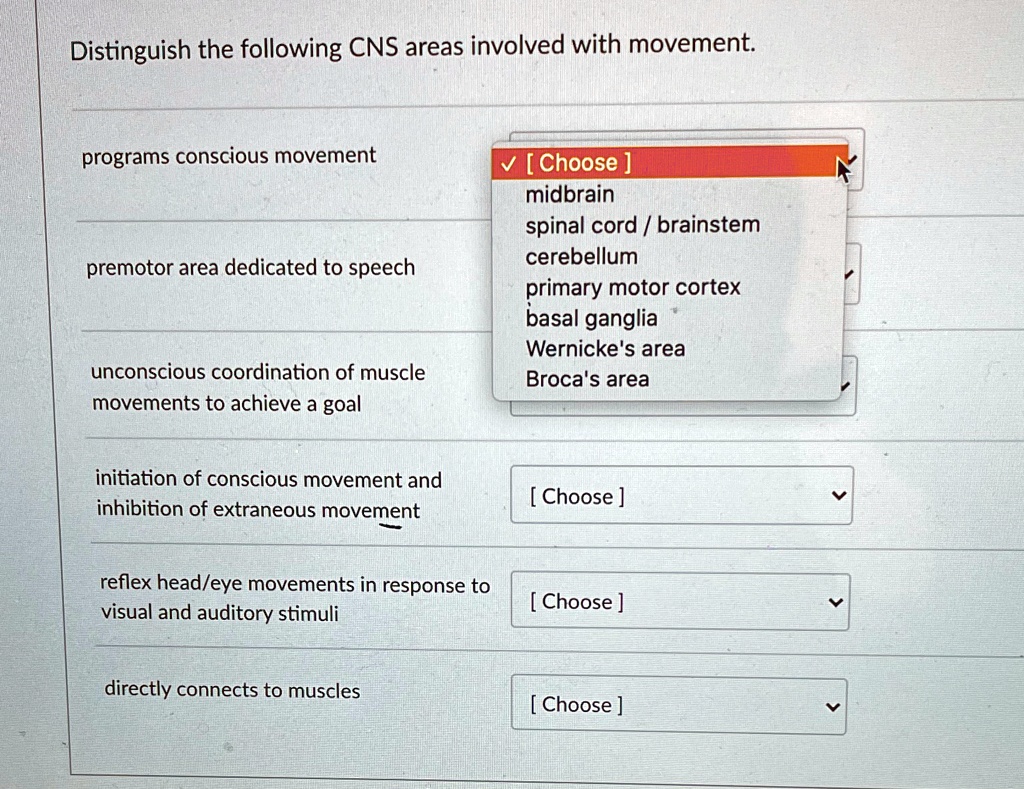 SOLVED: Distinguish the following CNS areas involved with movement ...
