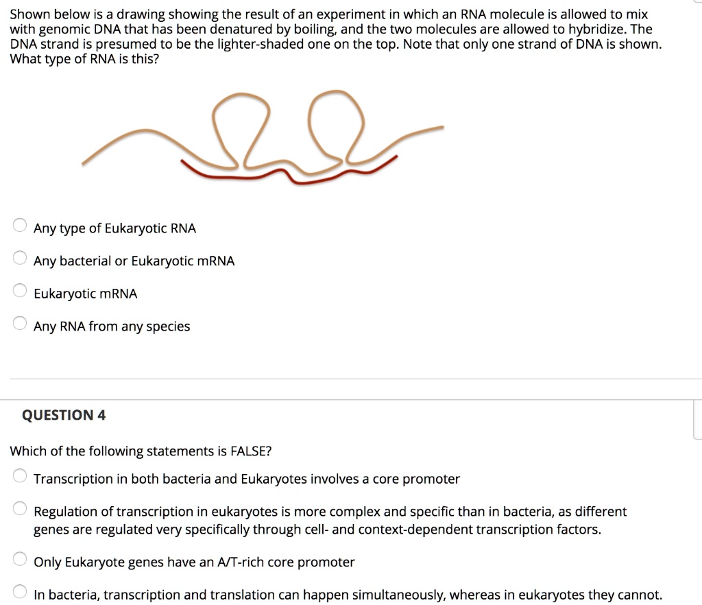 SOLVED: Shown below is a drawing showing the result of an experiment in which an RNA molecule is ...