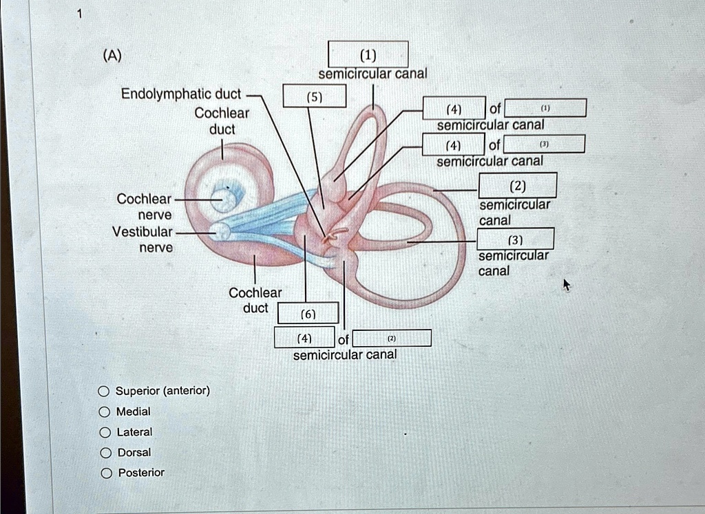 1 (A) (1) semicircular canal Endolymphatic duct (5) Cochlear duct (4 ...